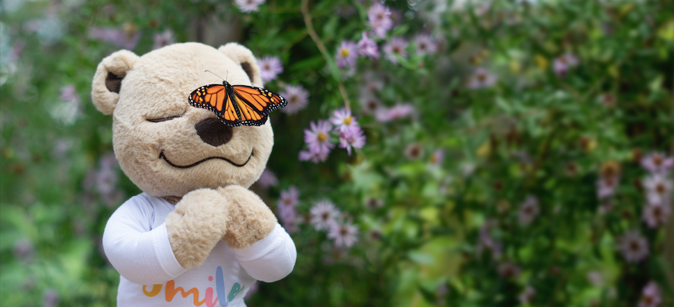 Beginner's Guide to Meddy Teddy